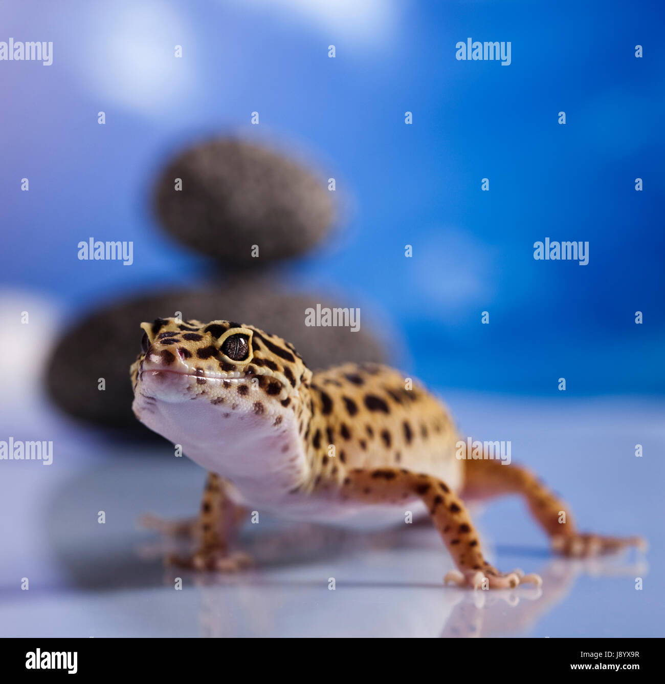 animal, pet, reptile, lizard, creature, gecko, cat, big cat, feline ...