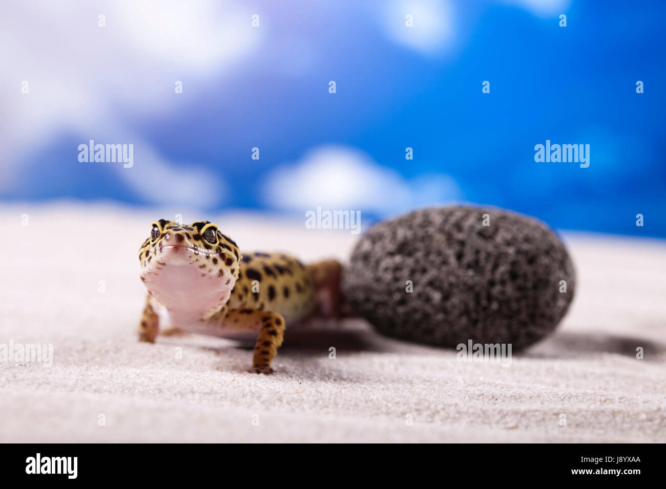 animal, pet, reptile, lizard, creature, gecko, cat, big cat, feline ...