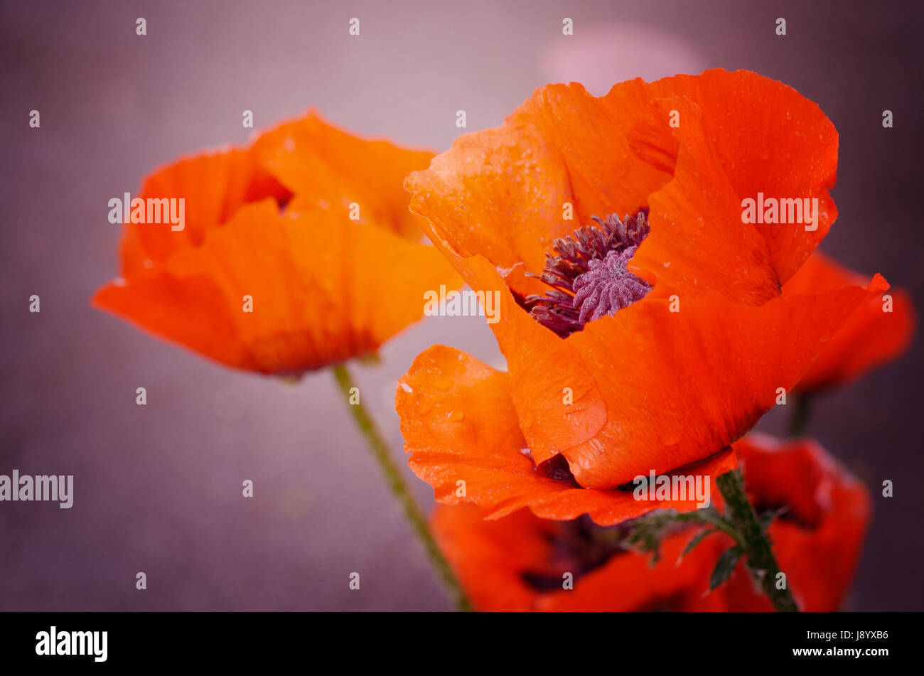 Beautiful red poppy, symbol of commemorate military personnel who have ...