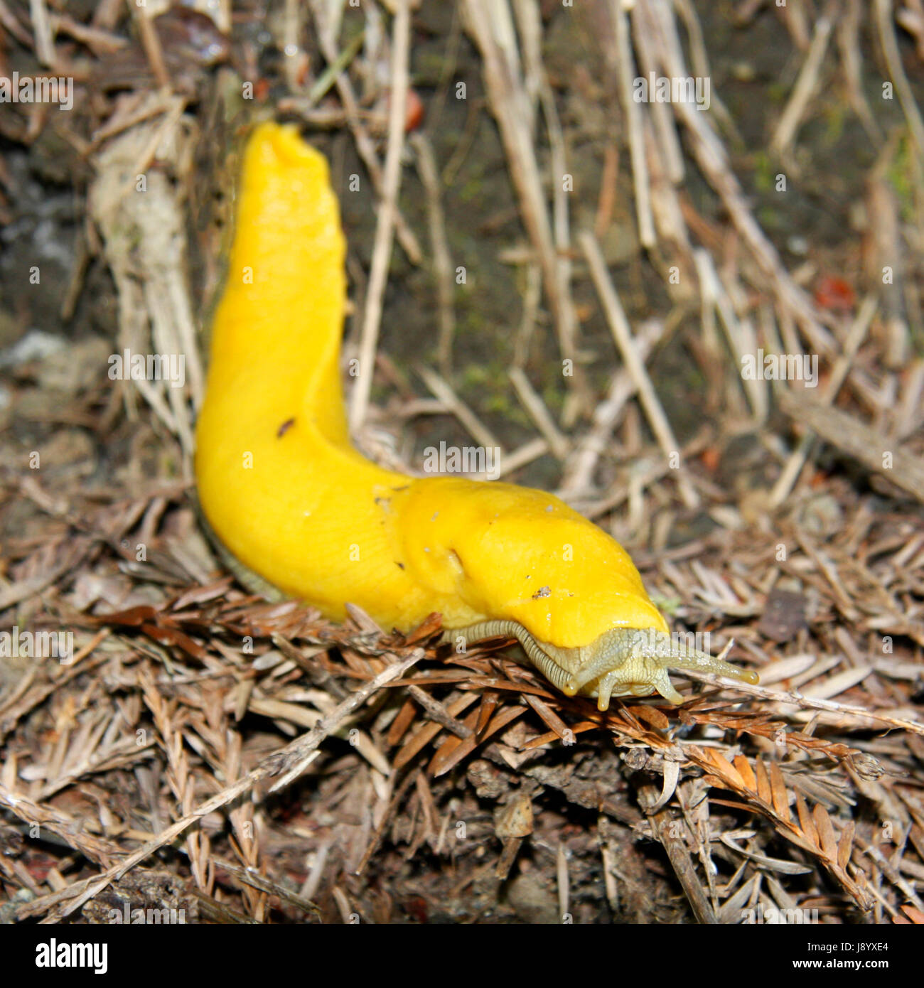 animal, snail, bananas, forest, yellow, animal, black, swarthy ...