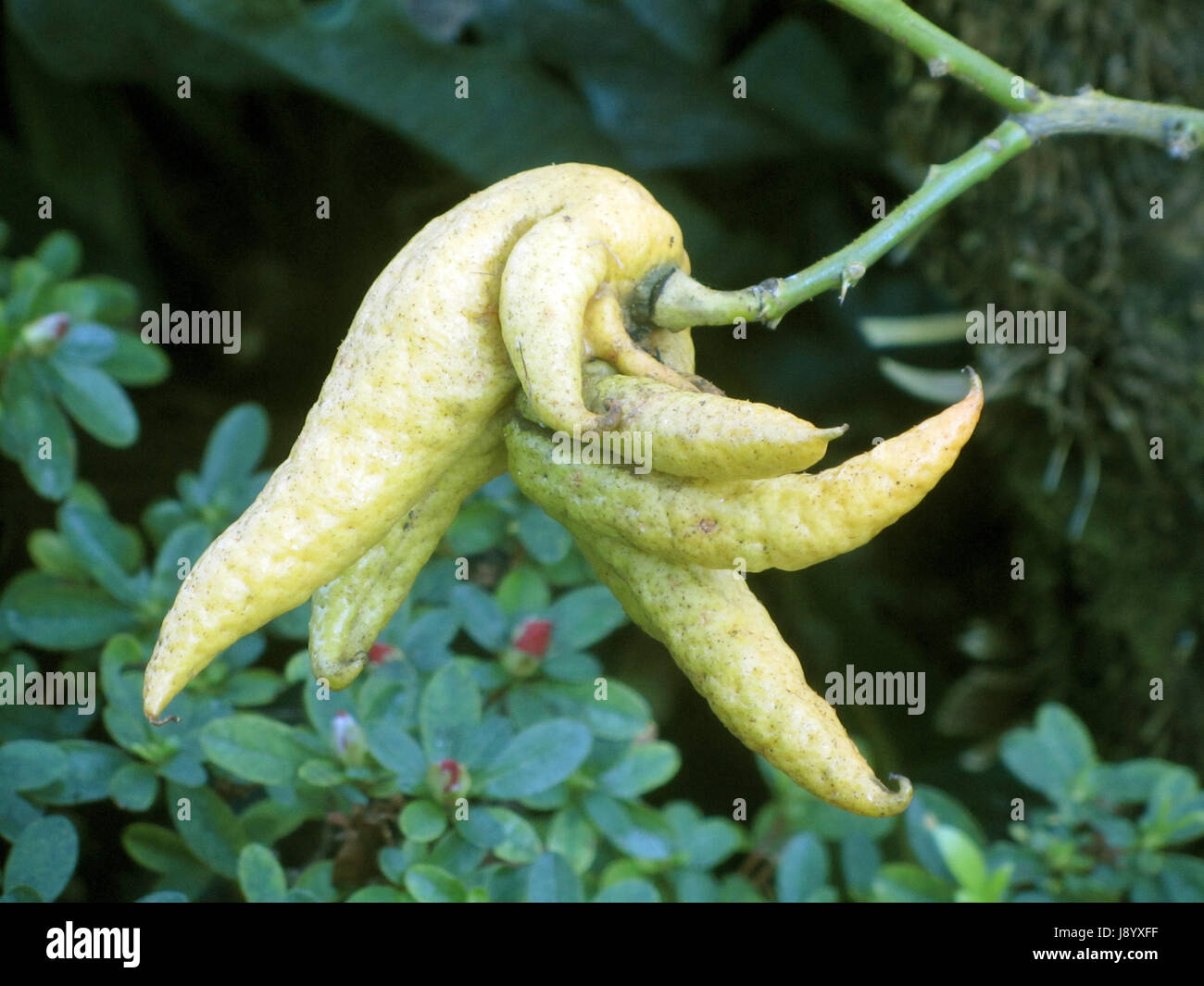 Citrus medica digitata hi-res stock photography and images - Alamy
