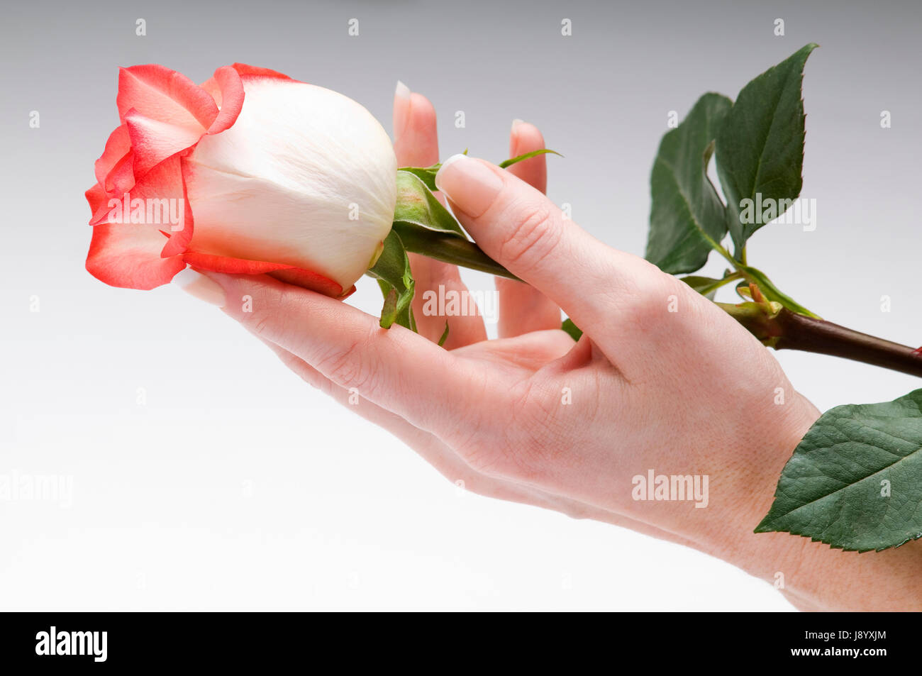 woman, hand, flower, rose, plant, gift, possession, holding, woman ...