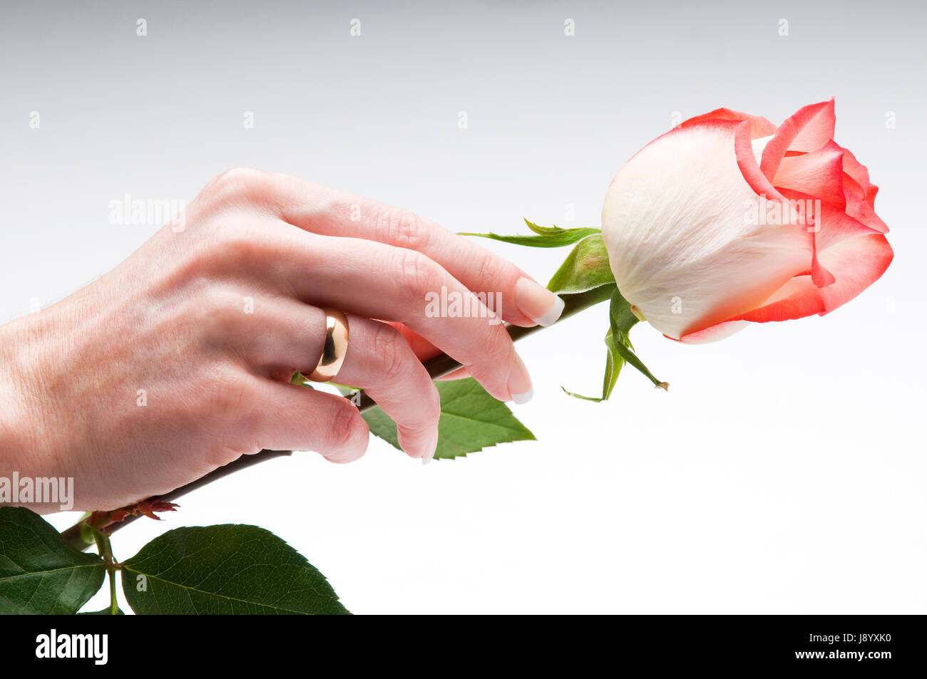 woman, hand, flower, rose, plant, gift, possession, holding, woman ...