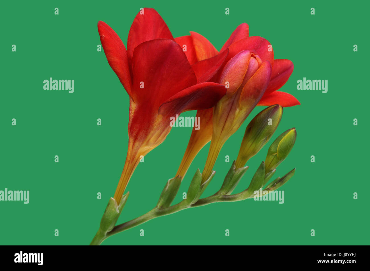 colour, closeup, flower, plant, stalk, stem, fragrant, color, floral ...