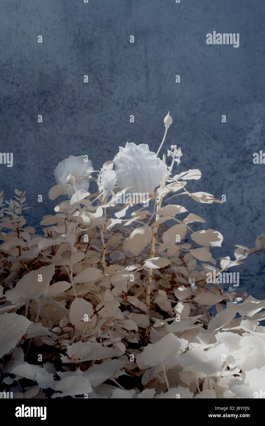 flower, plant, infrared, flower, plant, infrared, infrarotfoto, 700nm ...