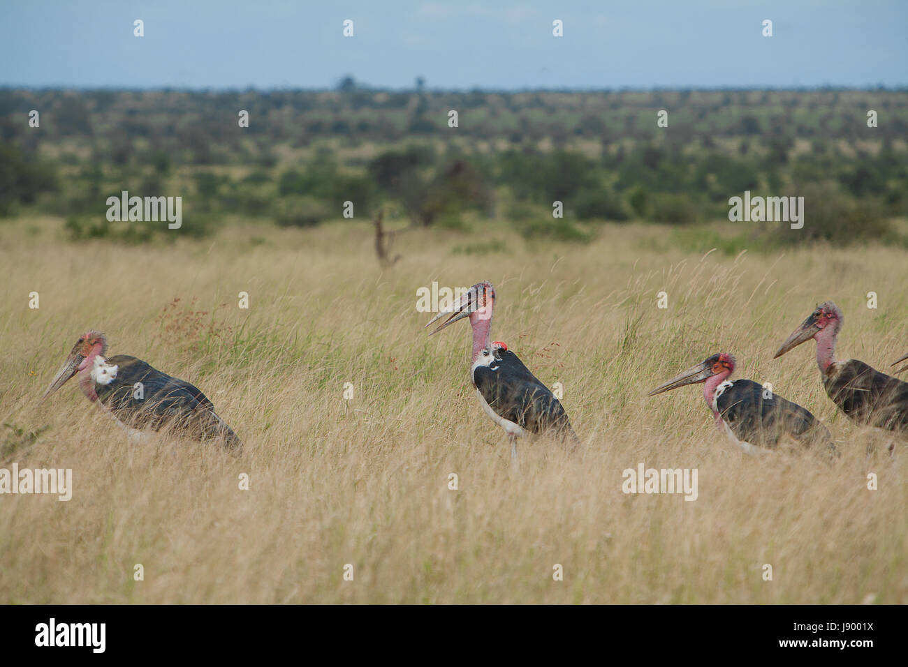 bird, africa, birds, vulture, scavenger, scenery, countryside, nature ...