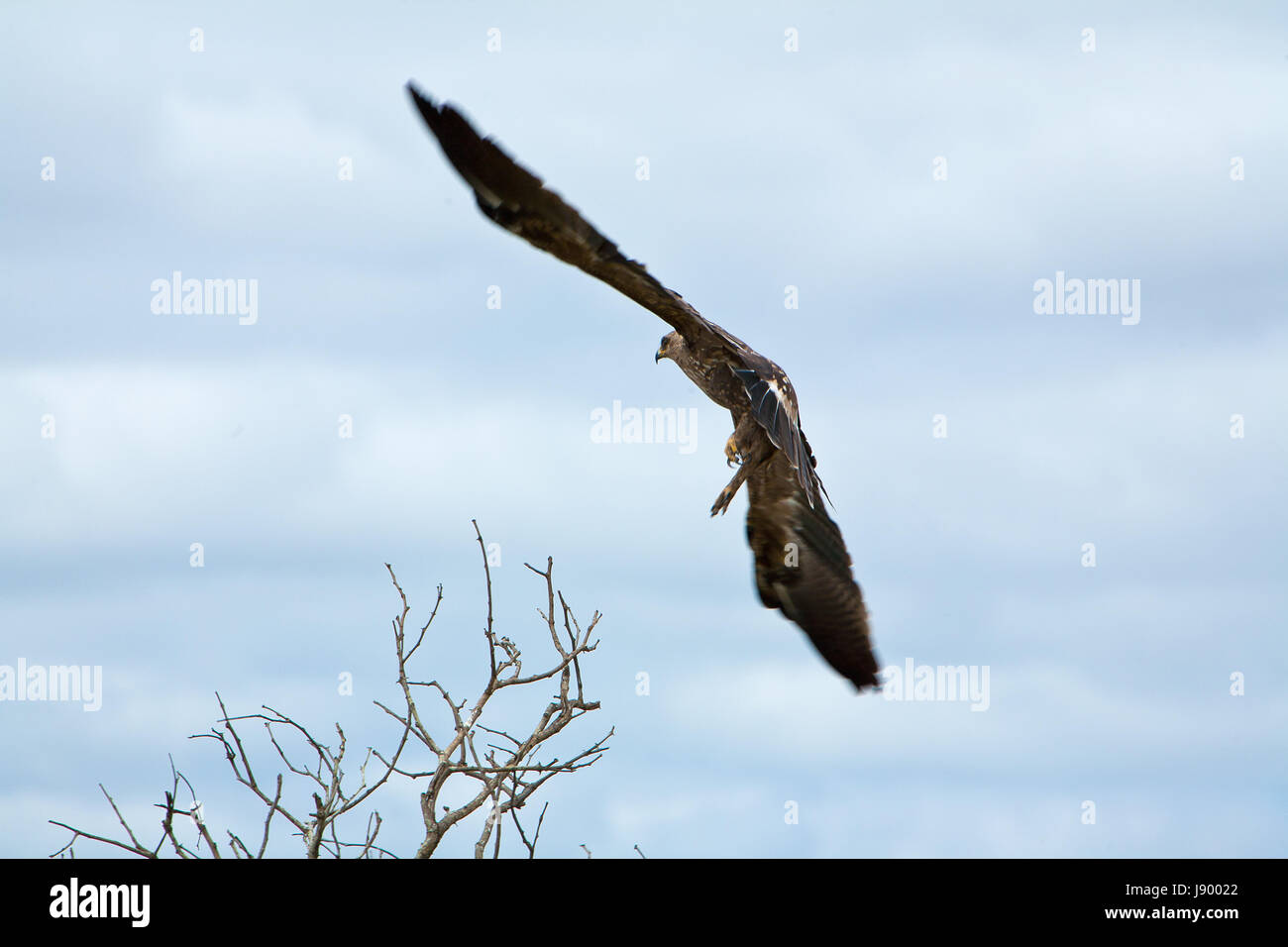 bird, africa, namibia, birds, safari, eagle, golden eagle, motion Stock ...