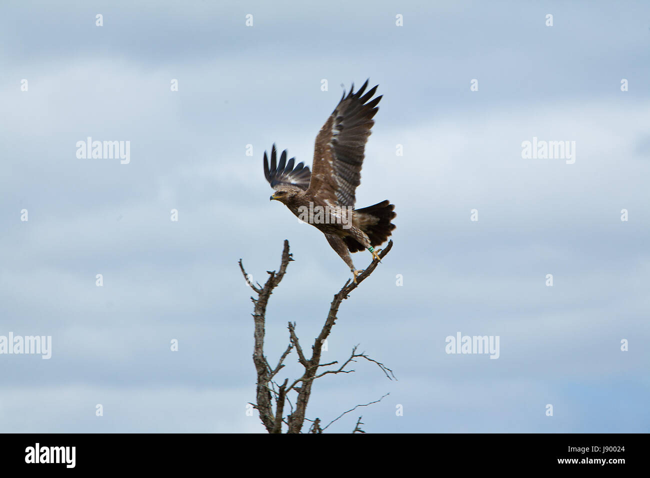 bird, africa, namibia, birds, safari, eagle, golden eagle, motion Stock ...
