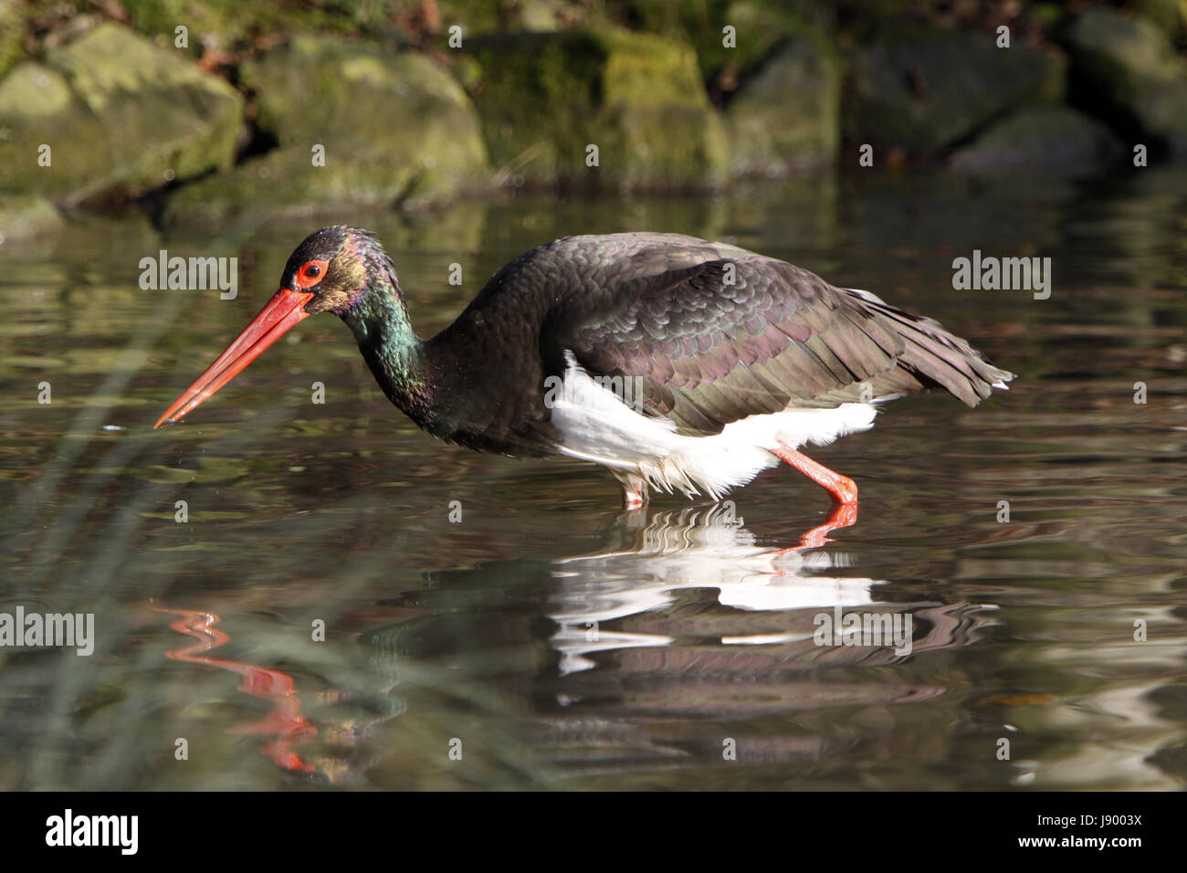 black stork in the water Stock Photo - Alamy