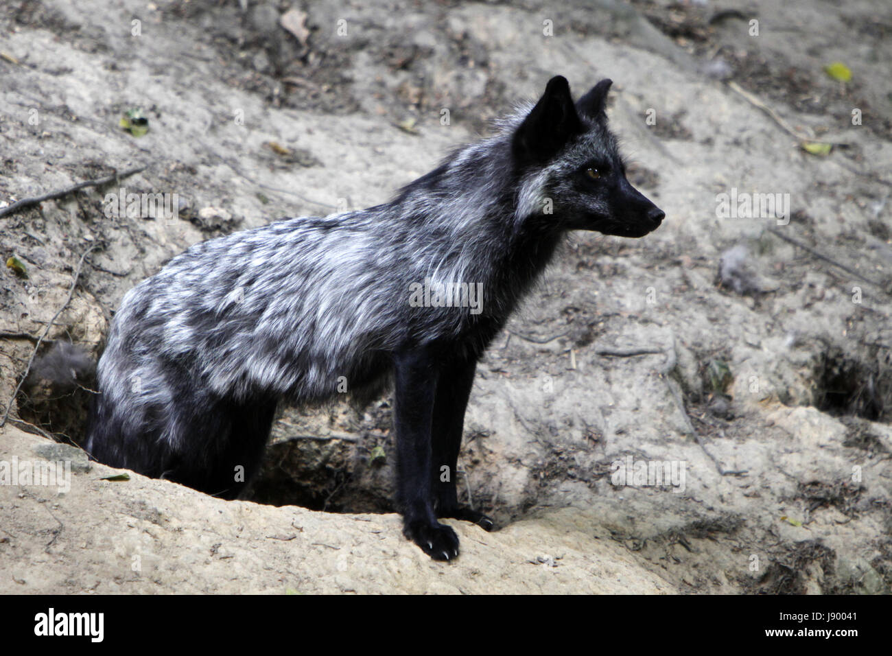 Silberfuchs hi-res stock photography and images - Alamy