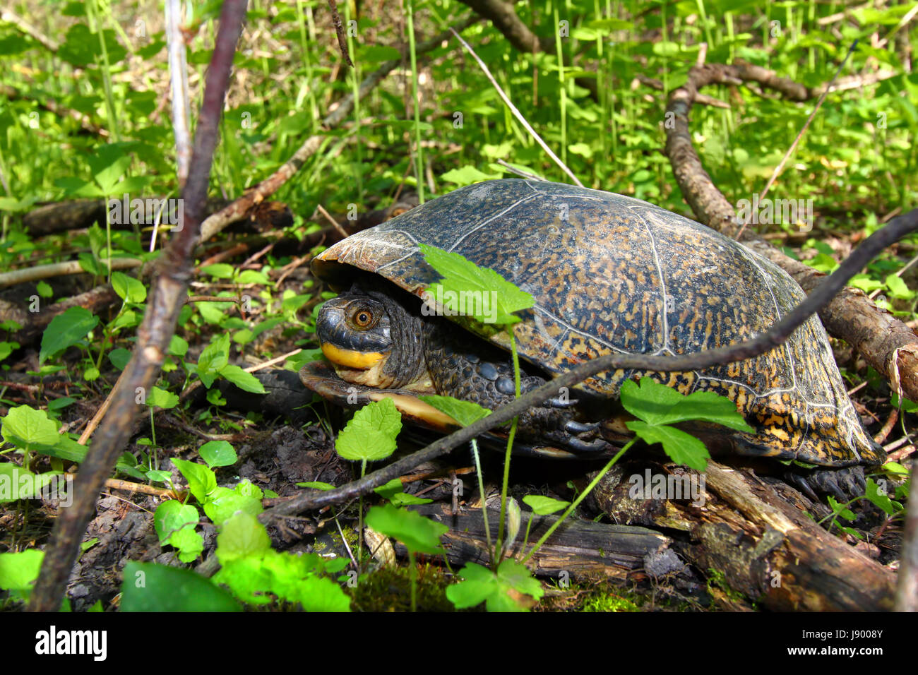 turtle, tortoise, laugh, laughs, laughing, twit, giggle, smile, smiling ...