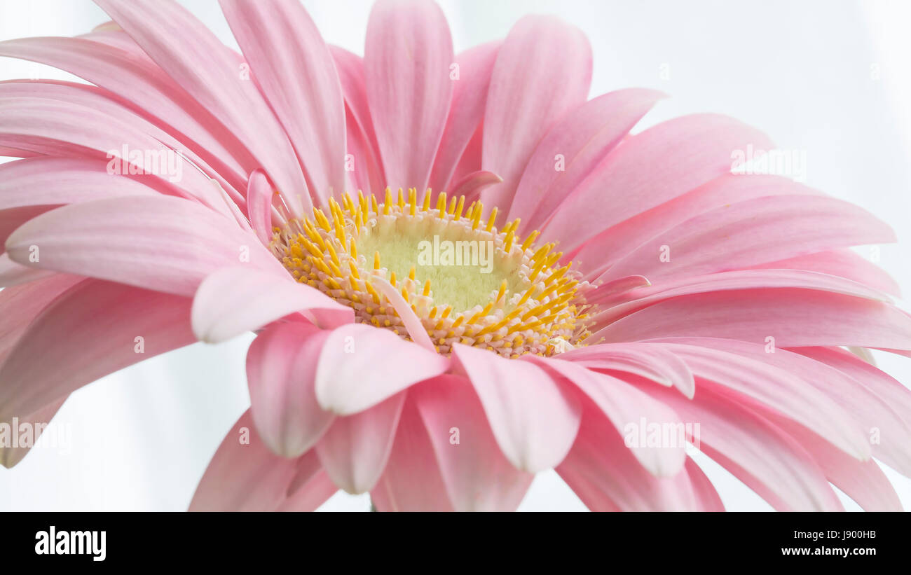 Soft pink gerbera hi-res stock photography and images - Alamy