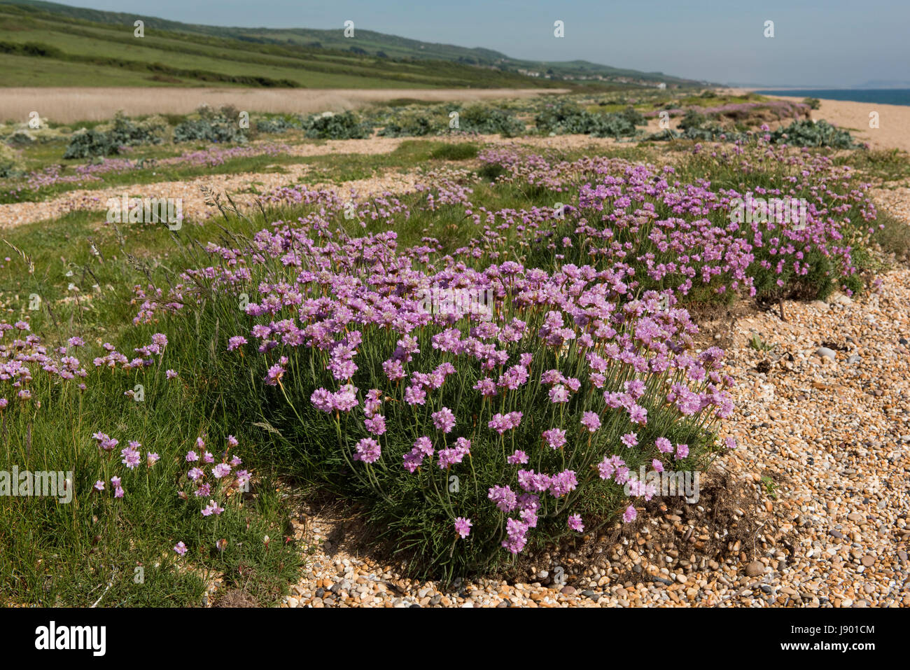 Thrift or sea thrift, Armeria maritima, flowering on shingle at Chesil ...