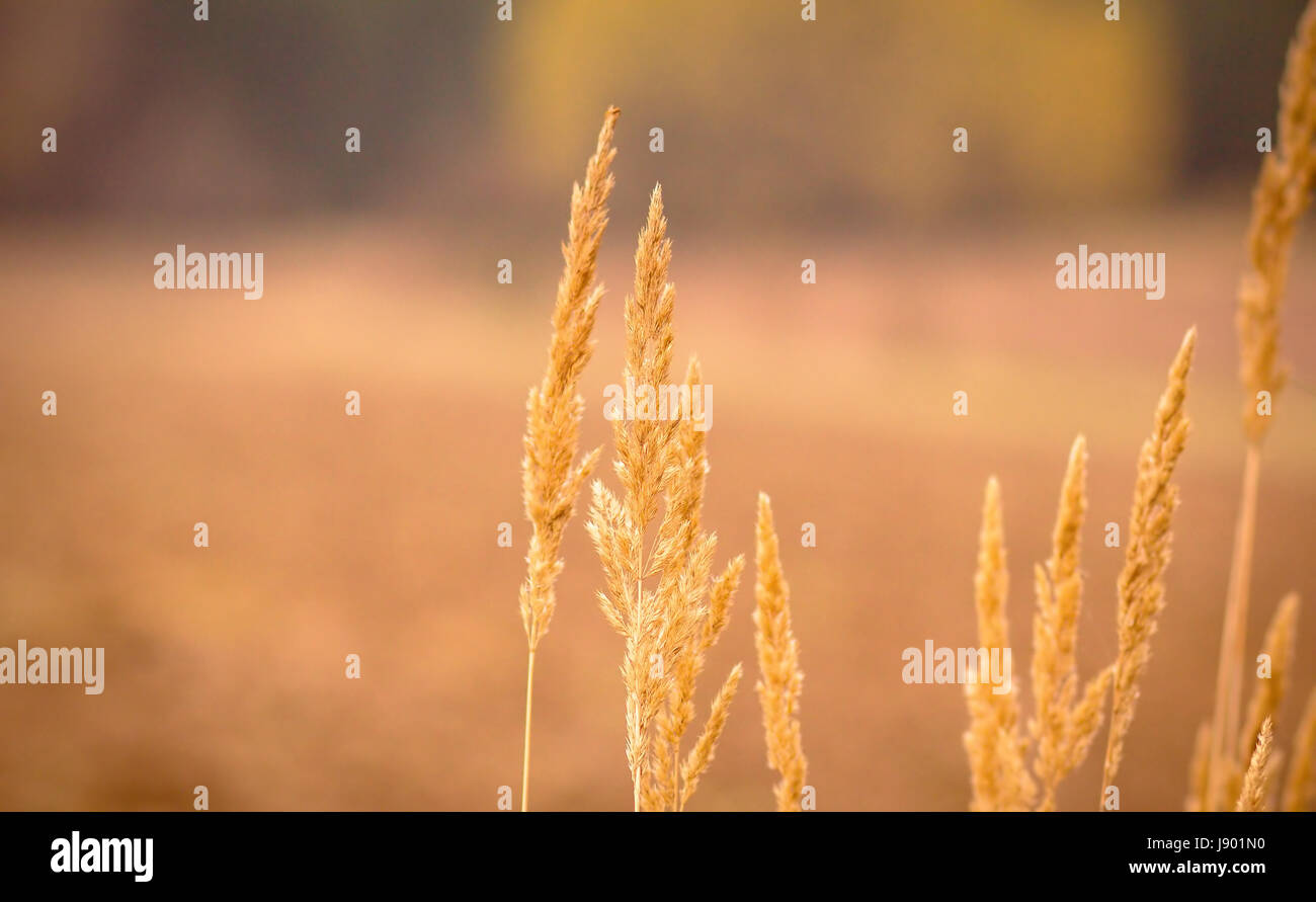 shallow, focus, backdrop, background, yellow, fall, autumn, colour ...