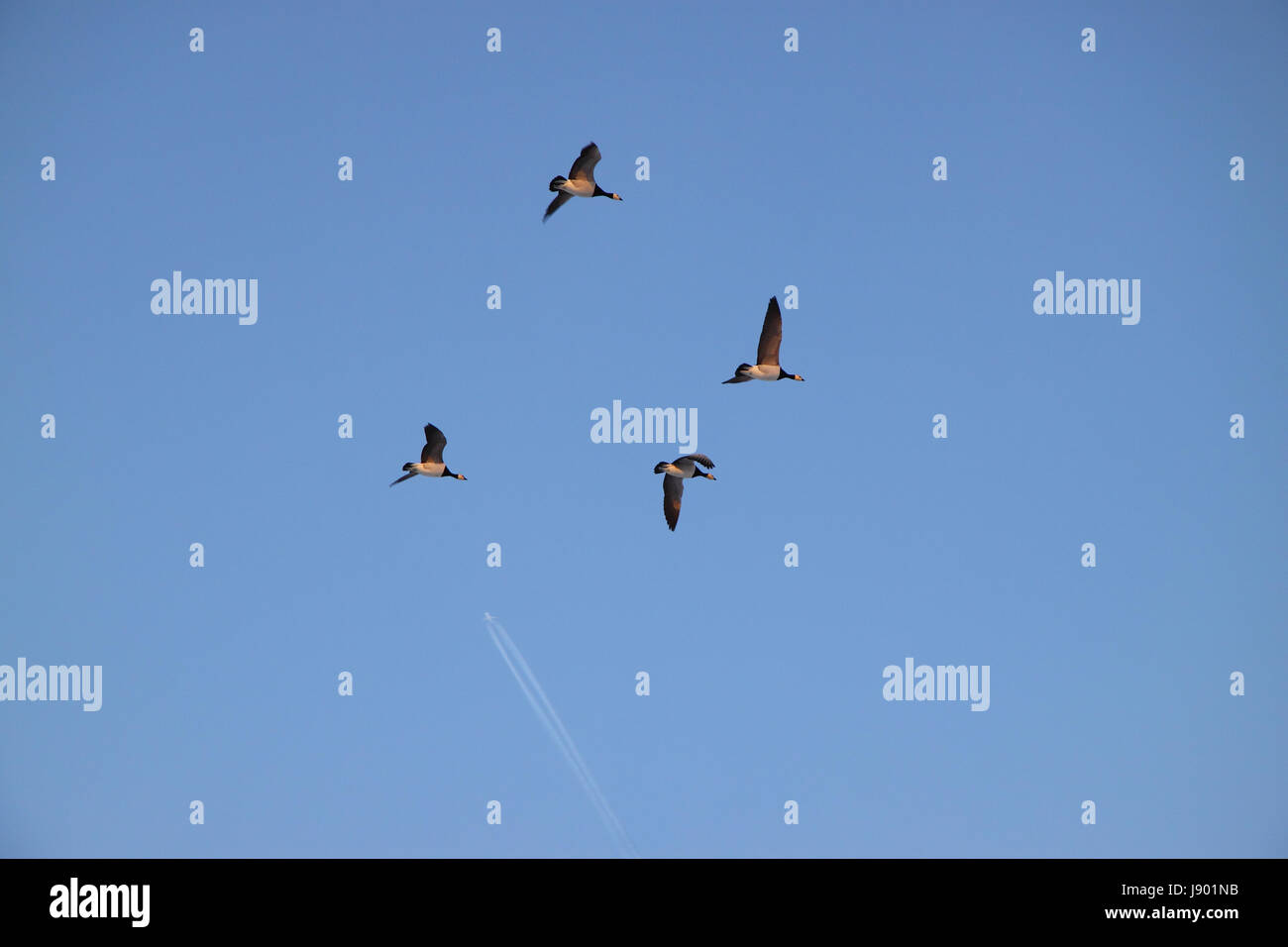 blue, flight, takeoff, firmament, sky, aircraft, aeroplane, plane ...