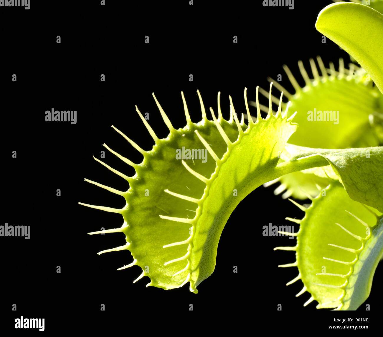 insects, deadly, flytrap, venus, evening star, insects, green, usa ...