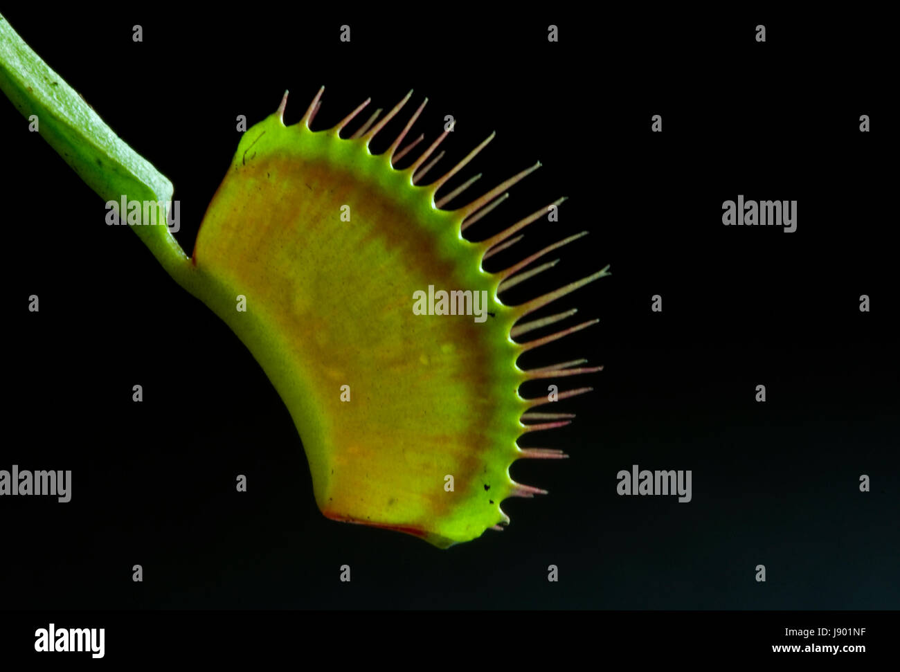 insects, deadly, flytrap, venus, evening star, insects, green, usa ...