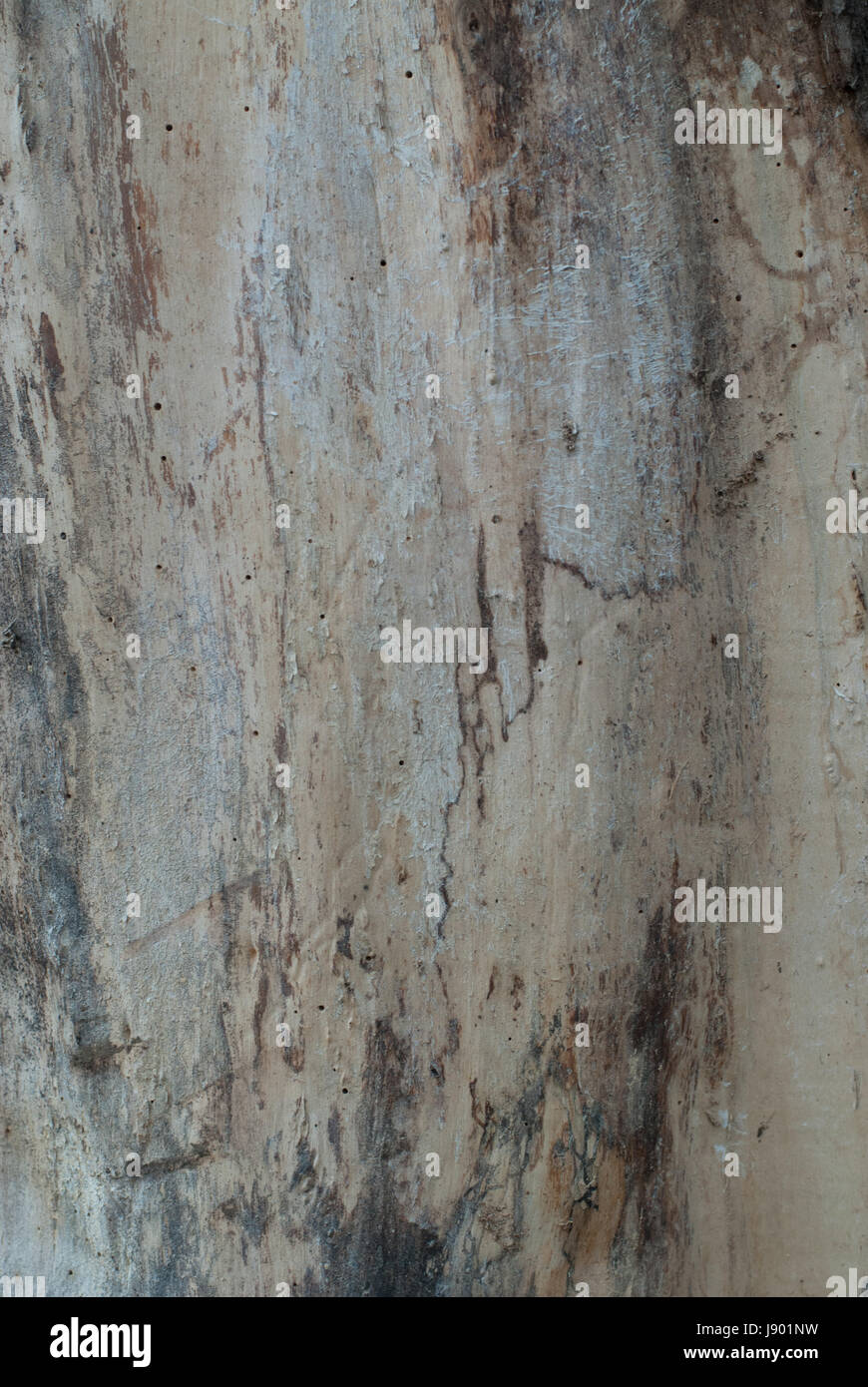 Worm wood hi-res stock photography and images - Alamy