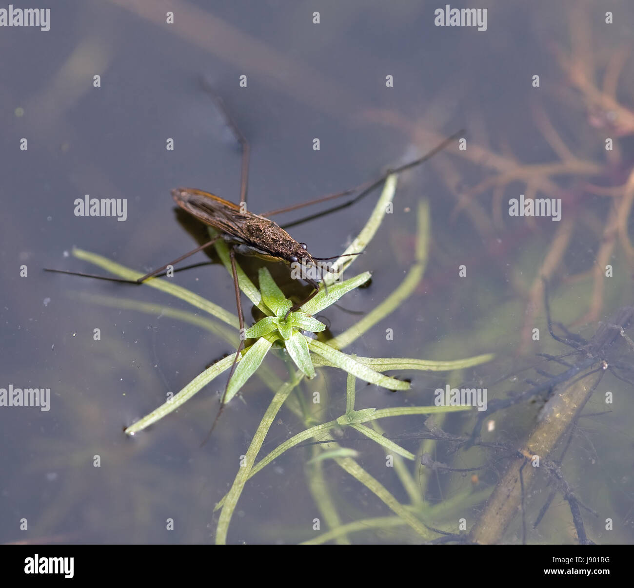 insect, wildlife, bug, surface tension, insect, england, wildlife ...