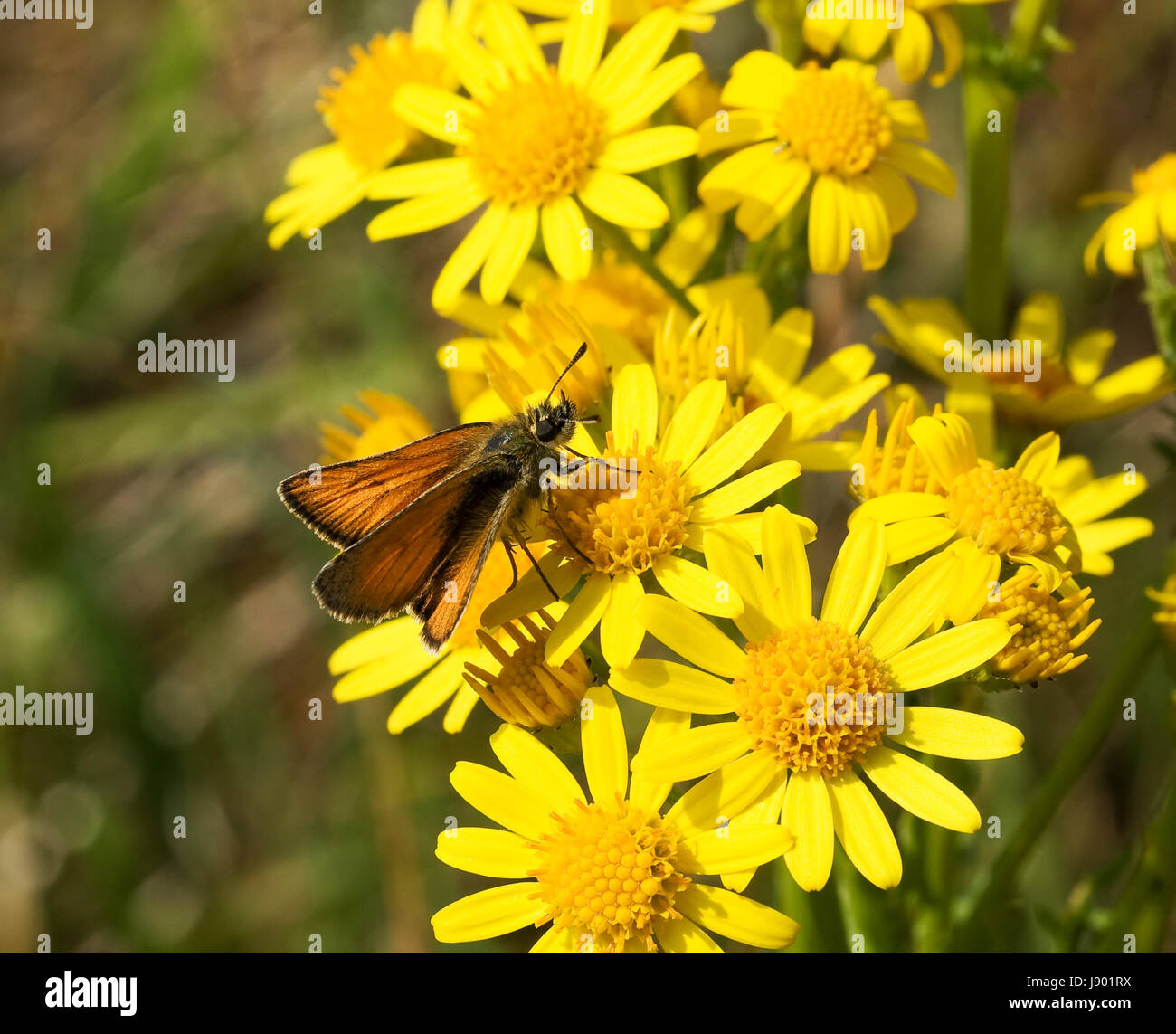 insect, butterfly, england, wildlife, insect, flower, plant, brown ...
