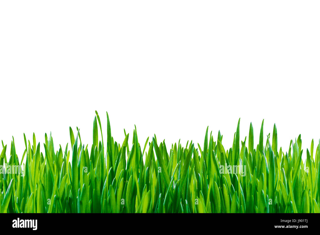 green, blank, european, caucasian, spring, growth, meadow, grass, lawn Stock Photo - Alamy