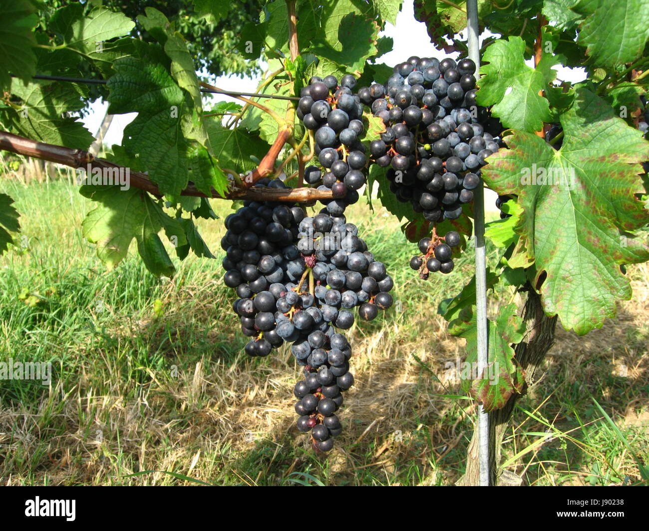 black, progenies, fruits, cultivation of wine, vines, blackness ...