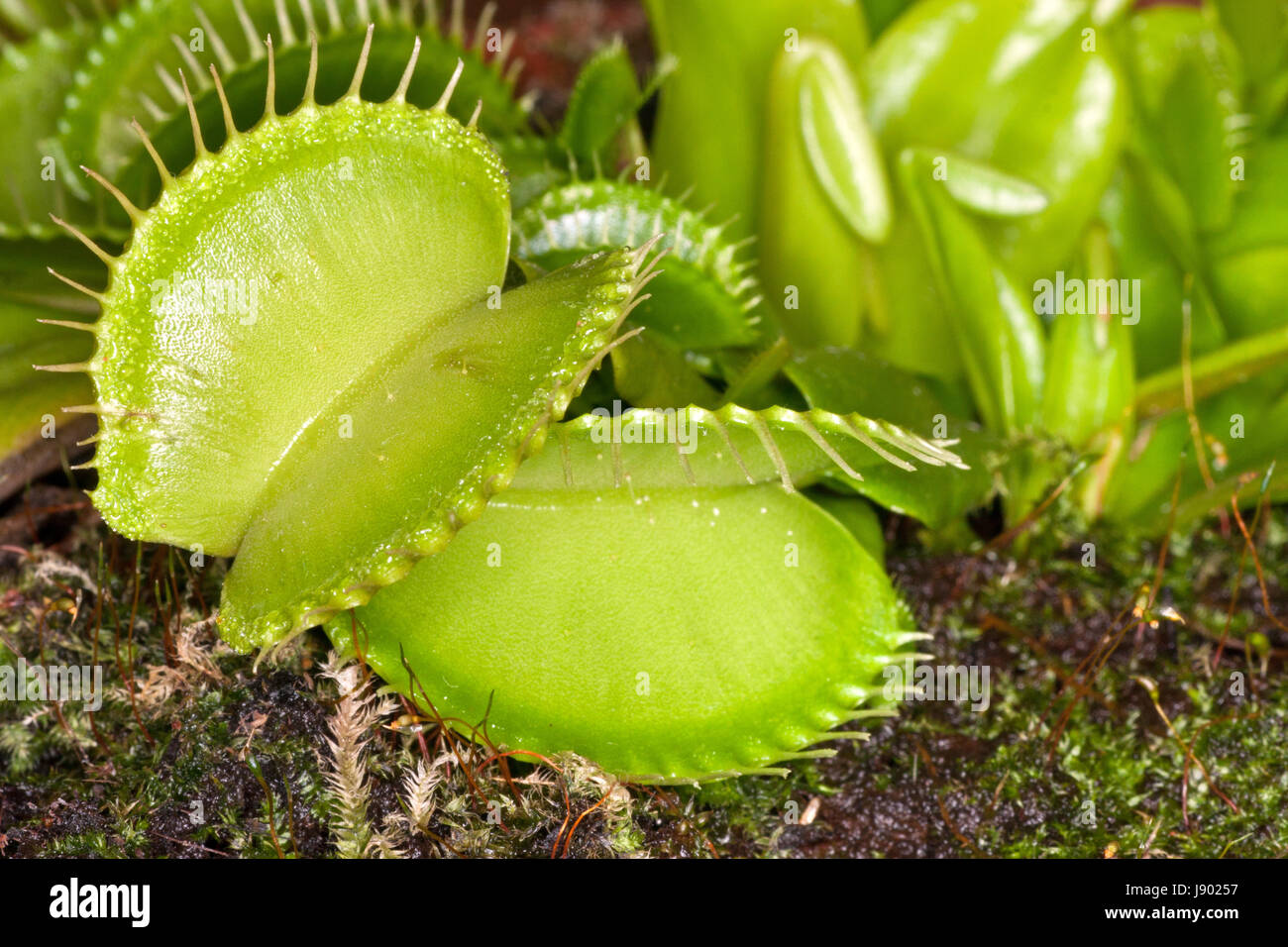 Insectivore teeth hi-res stock photography and images - Alamy