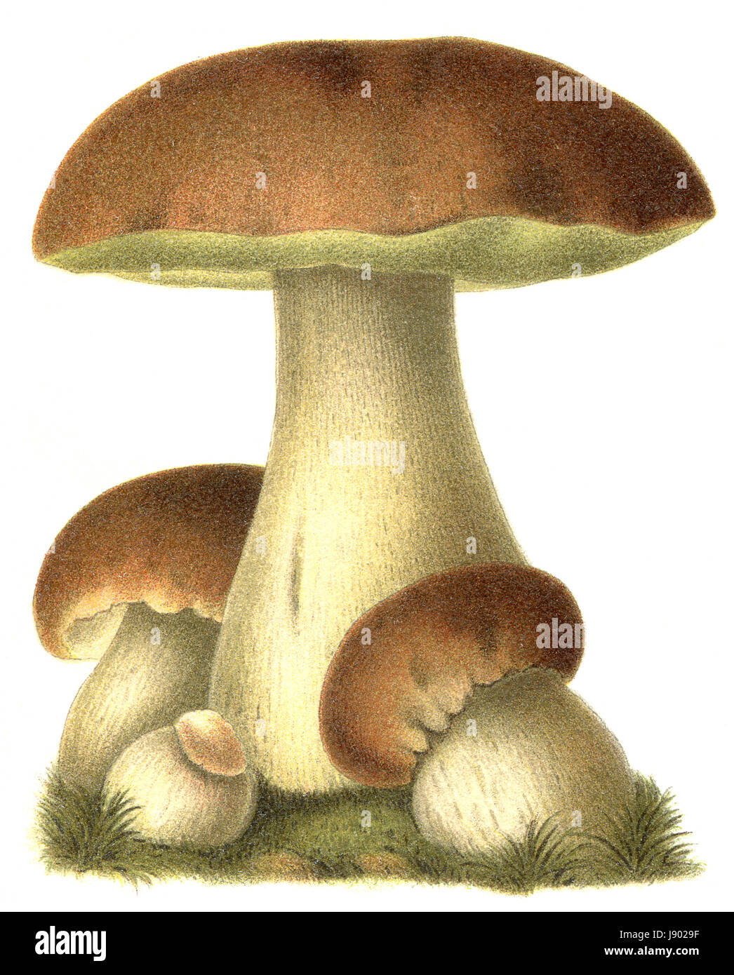 food, aliment, edible, season, food, aliment, colour, vintage, germany ...