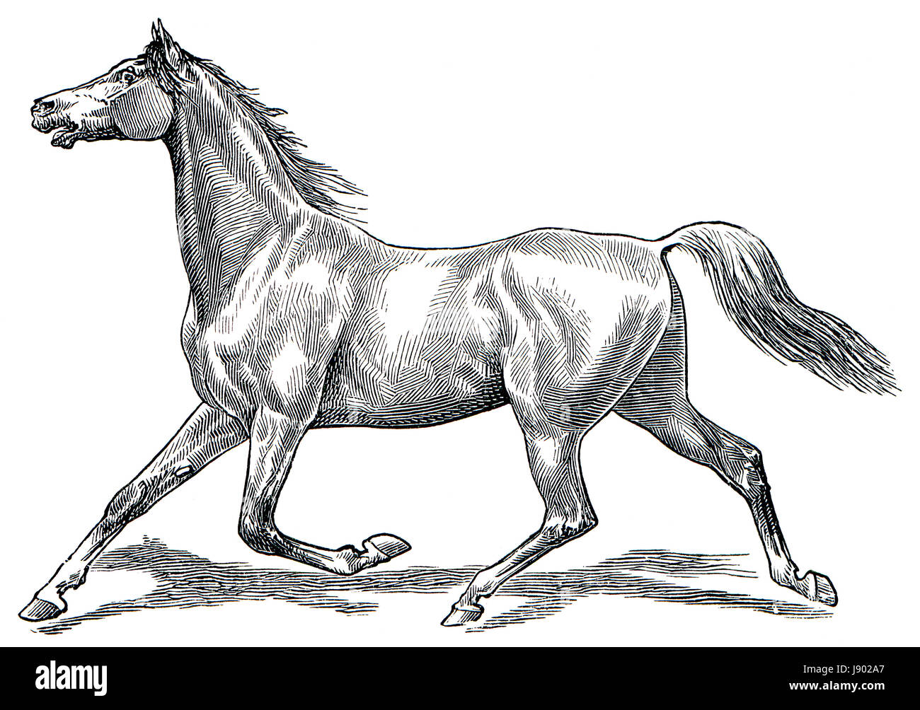 vintage, history, retro, photo, picture, image, copy, deduction, old ...