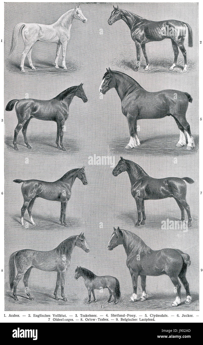 vintage, history, retro, photo, picture, image, copy, deduction, old ...