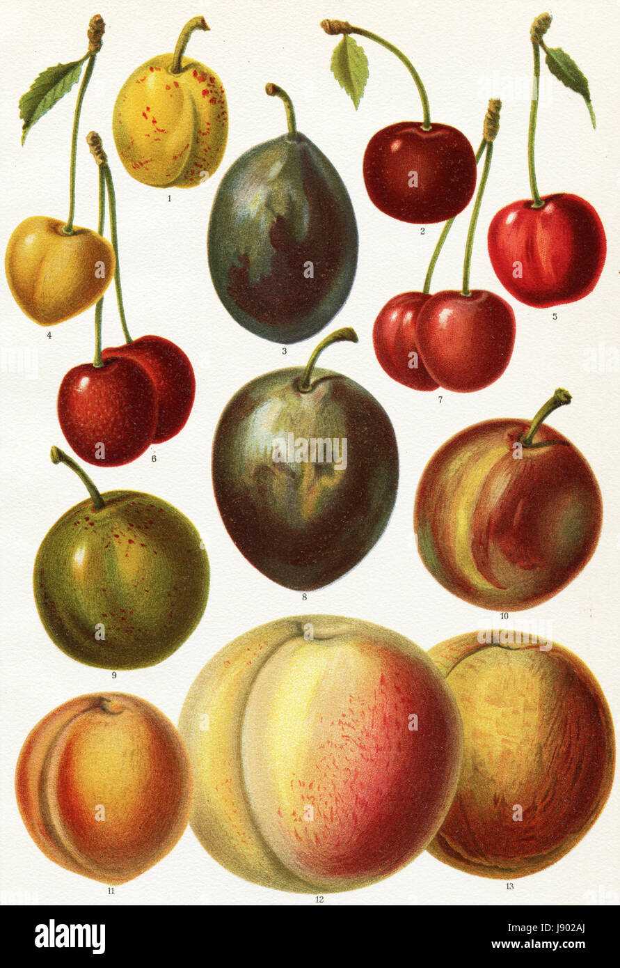 apricot, peach, nectarine, ambrosia, beautiful, beauteously, nice ...