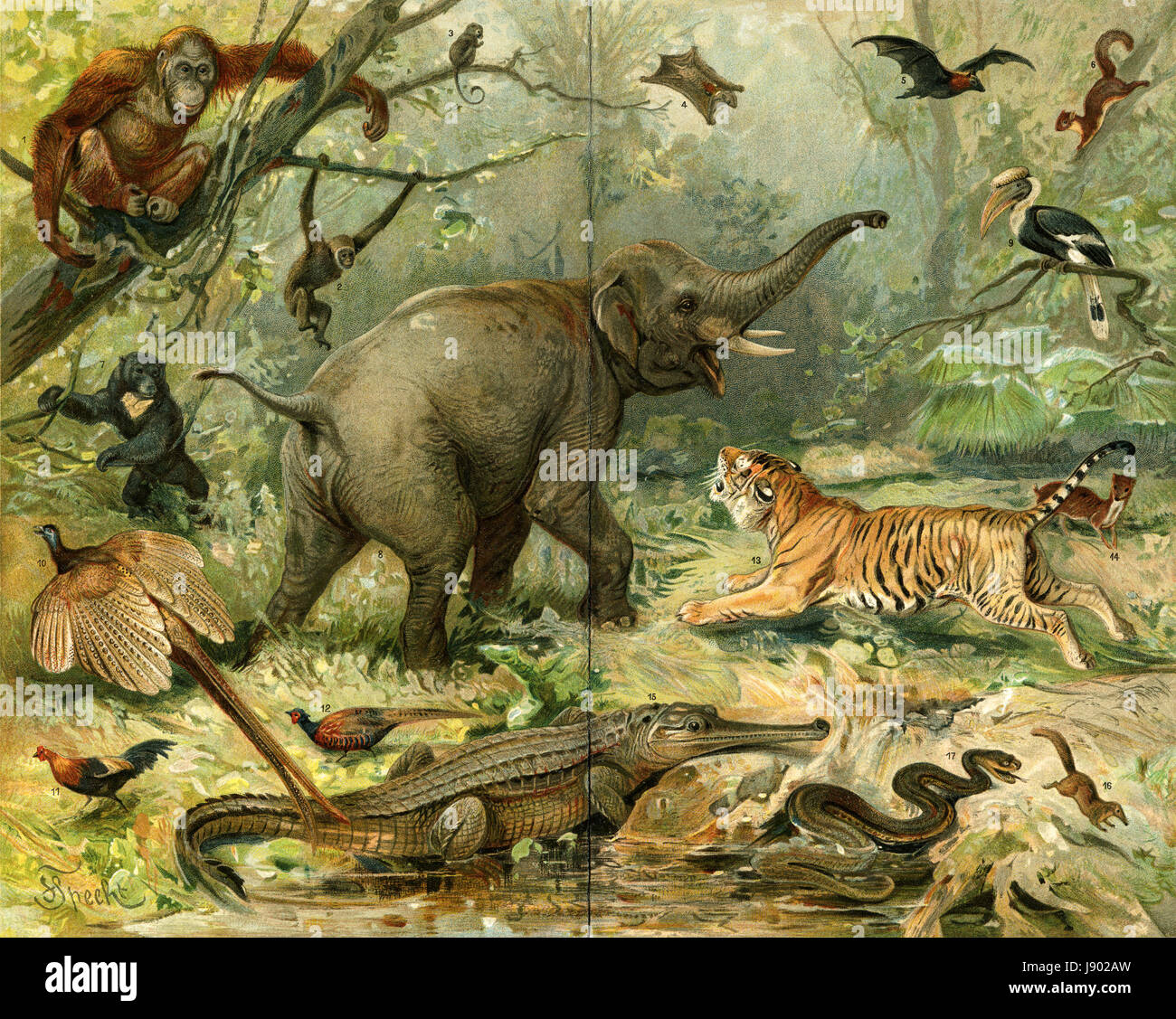 fauna, wild, animals, flora, vintage, image, photo, picture, copy ...