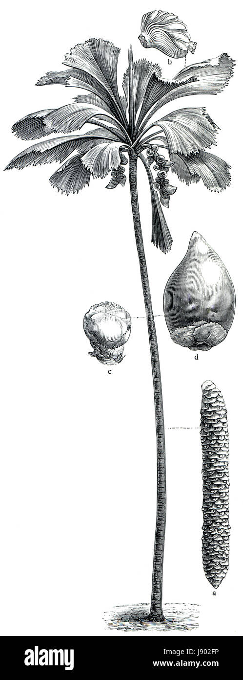 Coco de mer drawing hi-res stock photography and images - Alamy