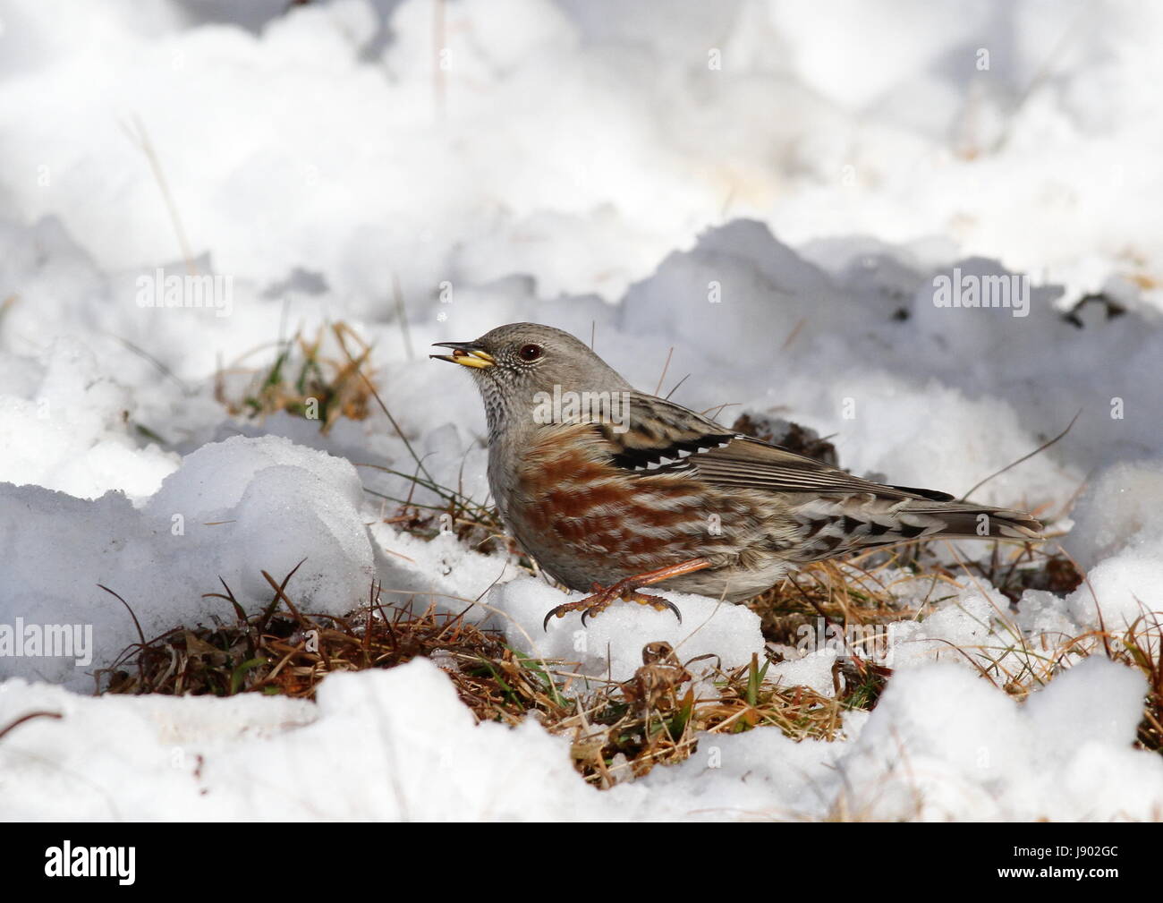 winter, bird, alps, birds, snow, mountain, alpenbraunelle, alpinae ...