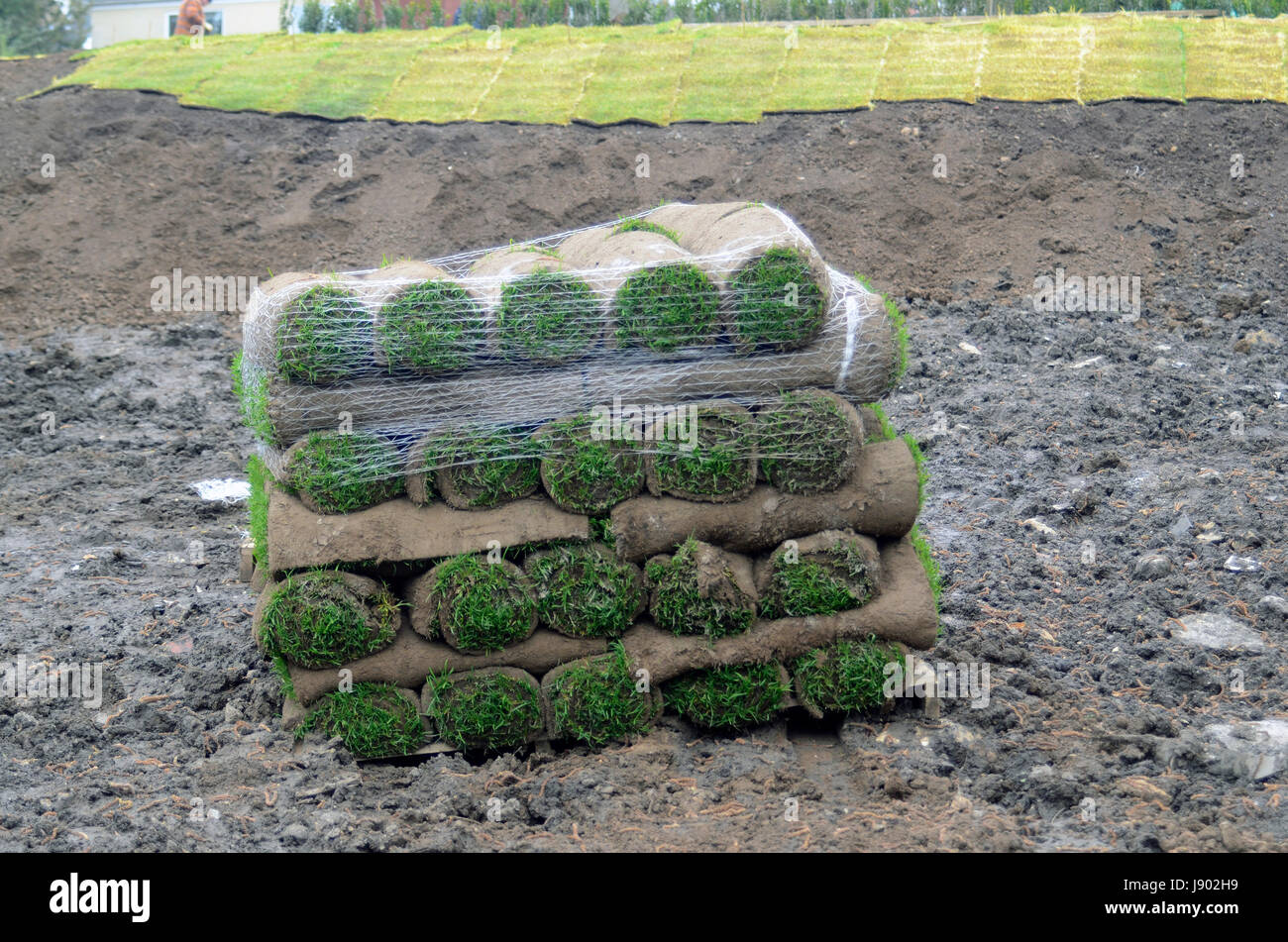 Replace the turf hi-res stock photography and images - Alamy