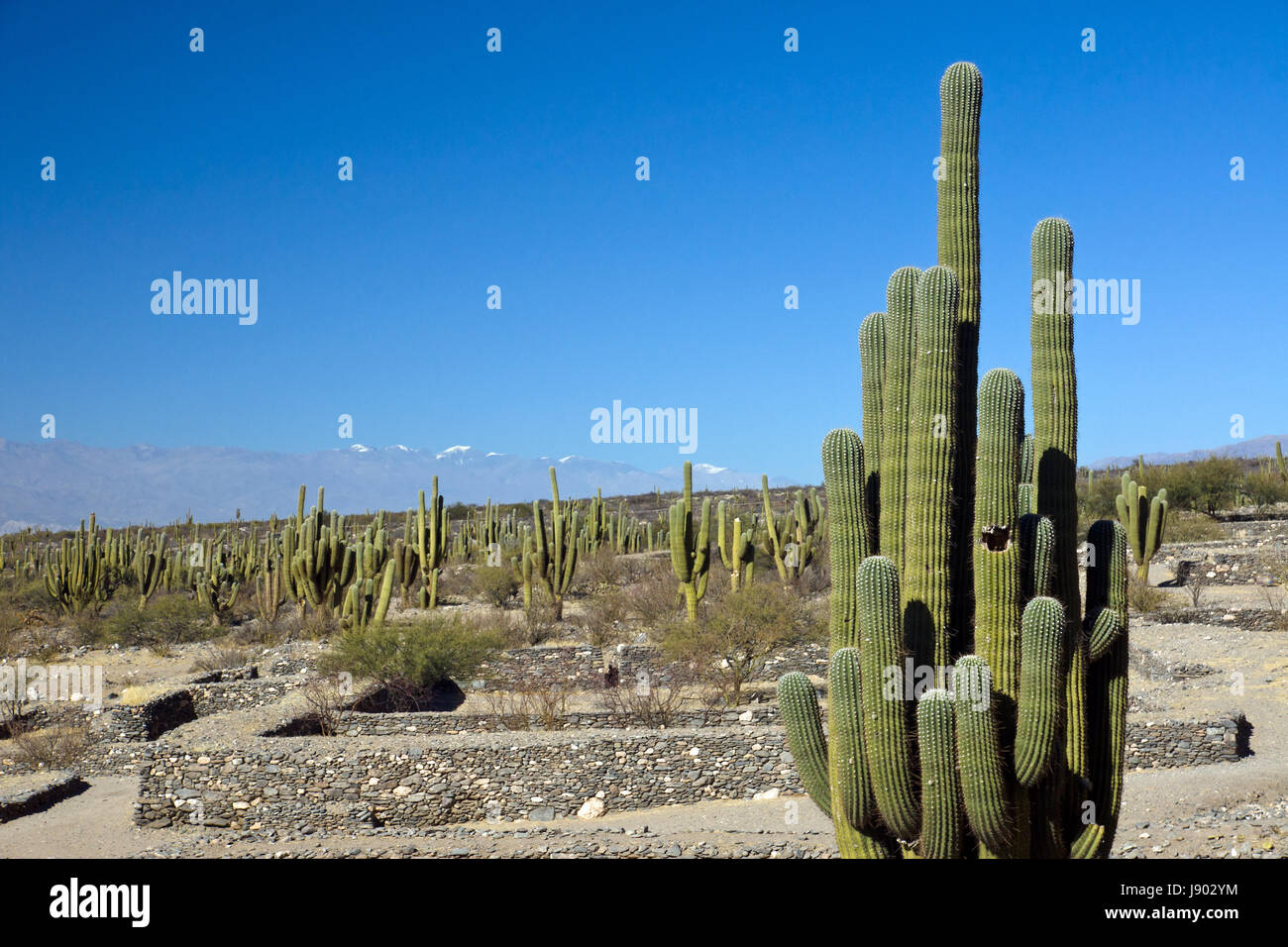 argentina, ruins, cacti, cactus, indian, archeology, andes, indians ...