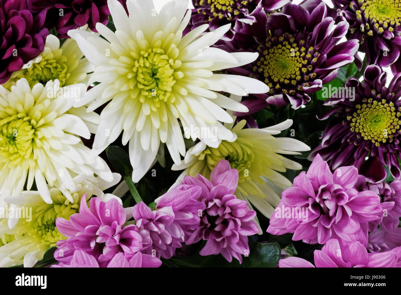 closeup, flower, plant, bouquet, bunch, backdrop, background, floral ...