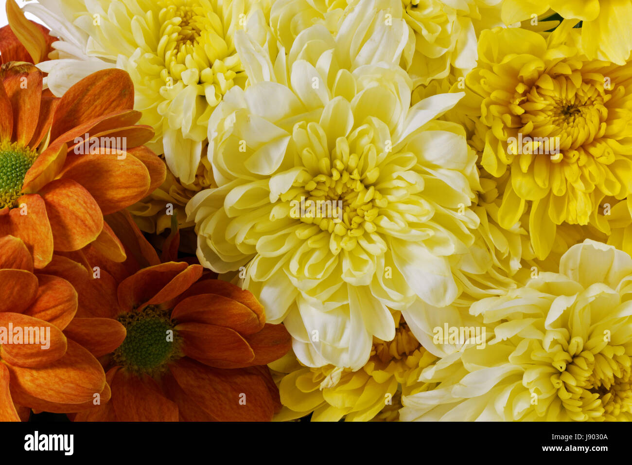 closeup, flower, plant, bouquet, bunch, backdrop, background, floral ...