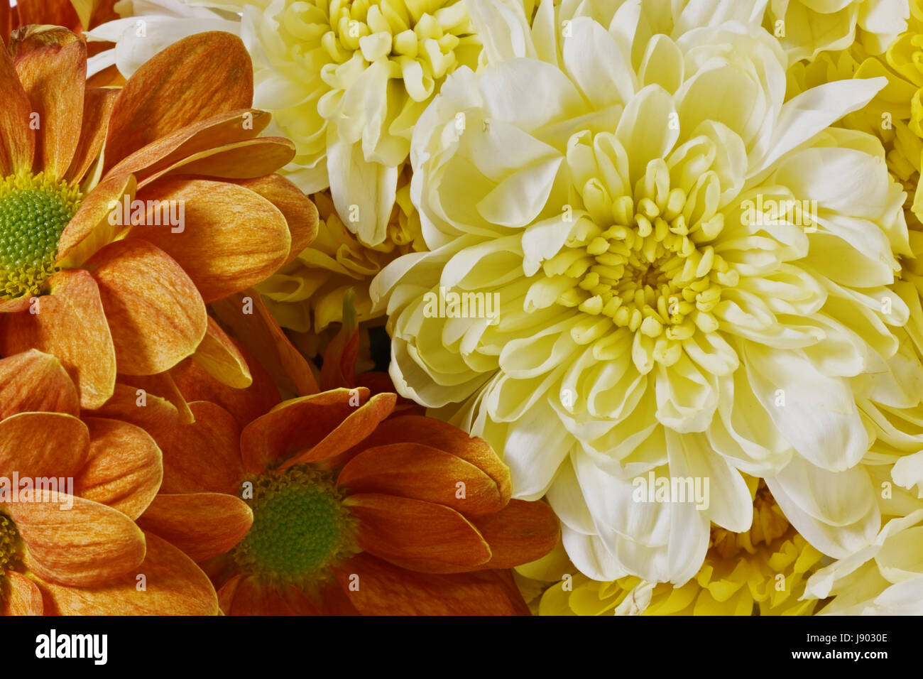 closeup, flower, plant, bouquet, bunch, backdrop, background, floral ...