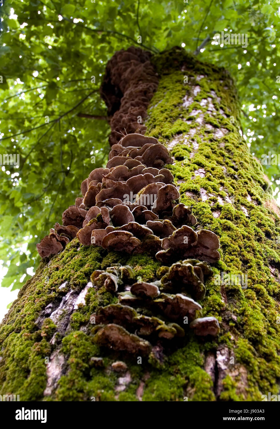 tree, moss, mushroom, fungus, lawn, green, forest, nature, tree, moss ...