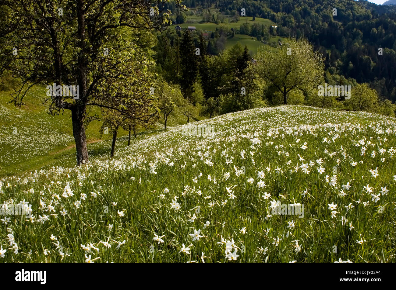 Typical spring flowers hi-res stock photography and images - Alamy