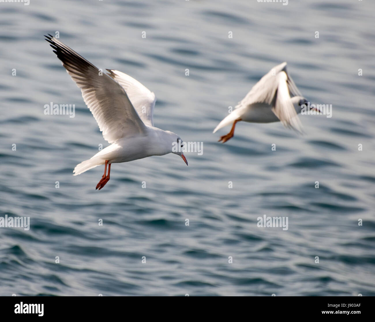bird, salt water, sea, ocean, water, seagull, gull, blue, shine, shines ...