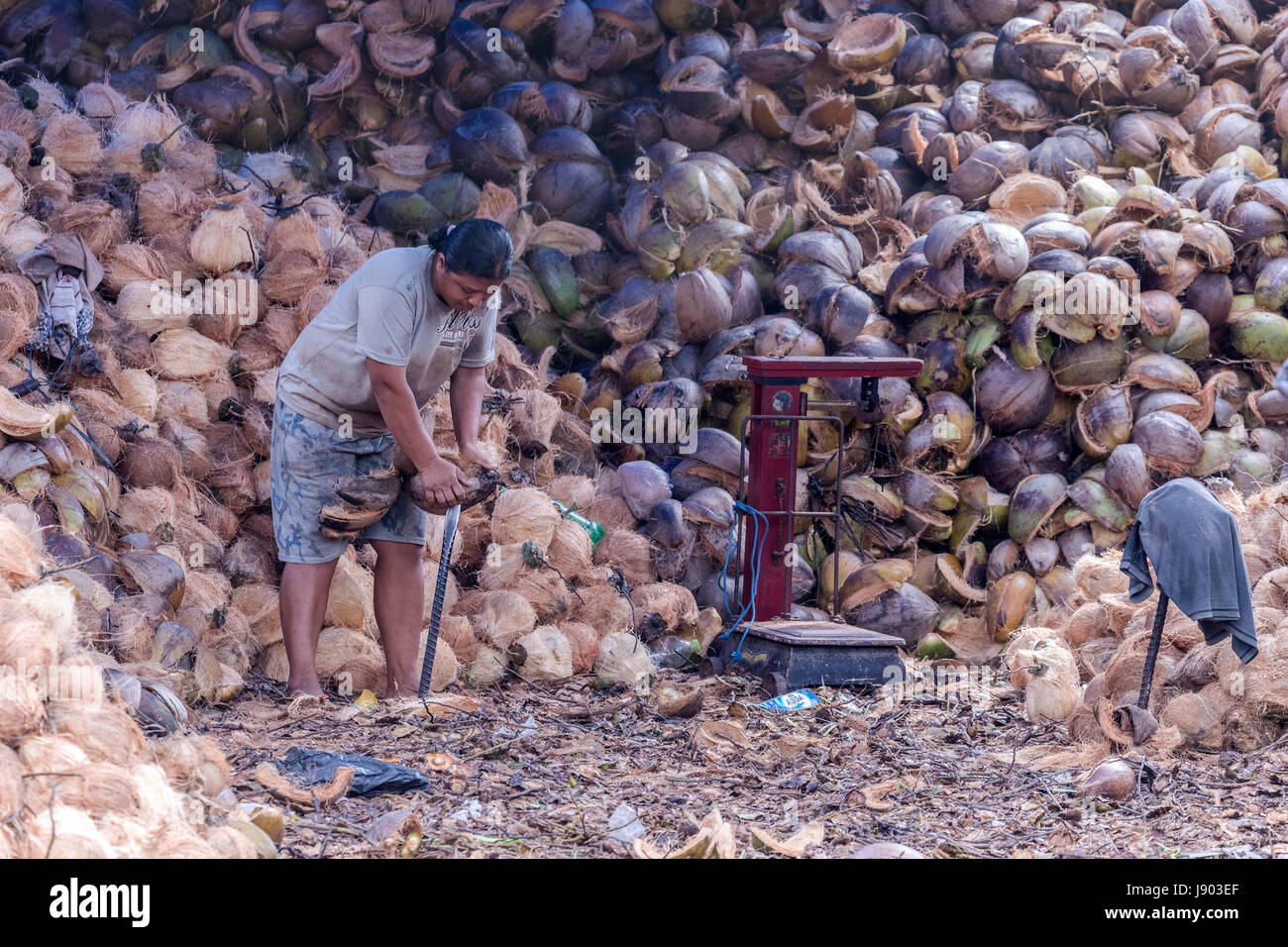 working on a coconut farm, Pantai Belatung, Bali, Indonesia, Asia Stock ...