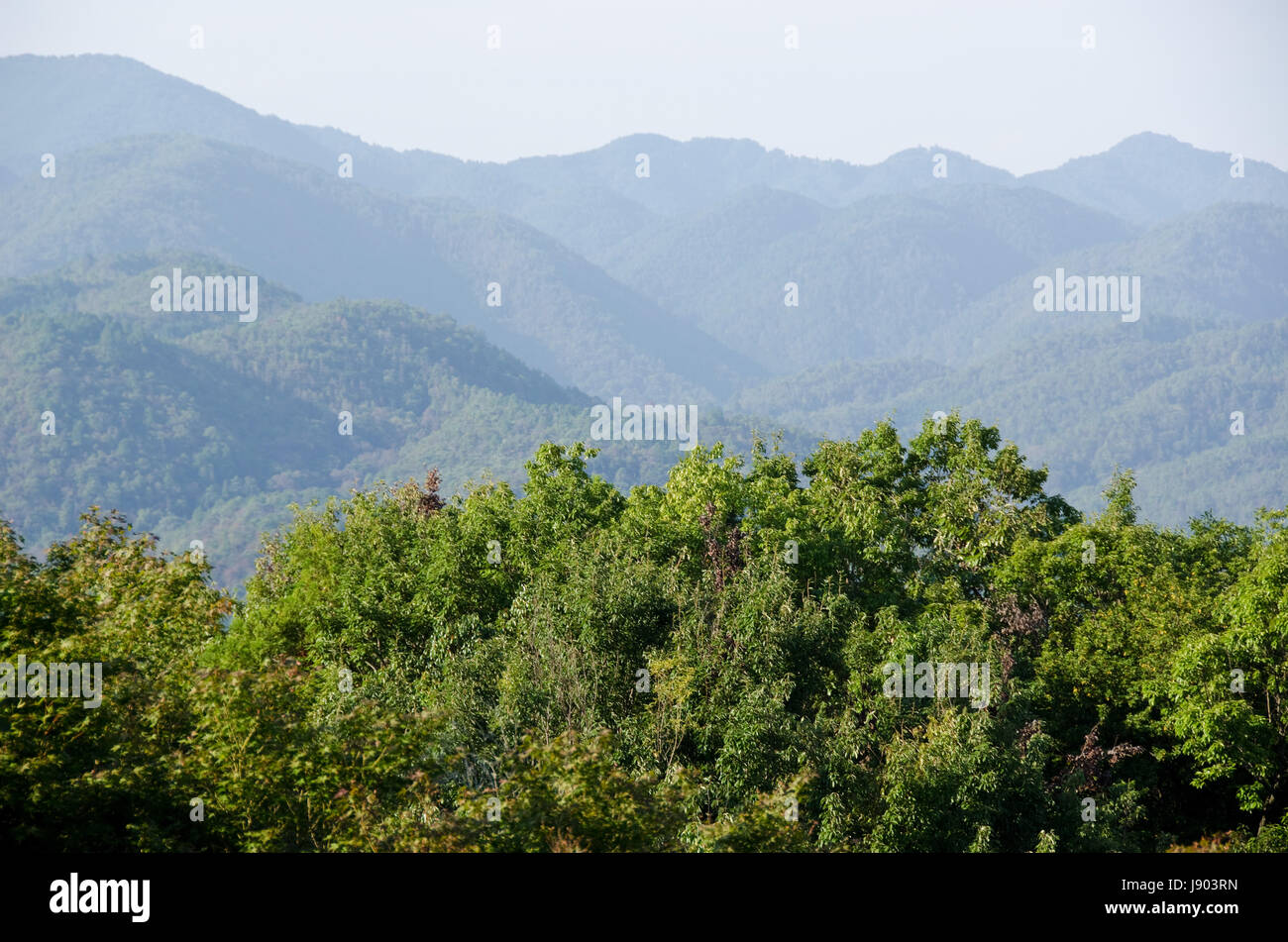 tree, trees, mountains, asia, japanese, japan, landscape, scenery ...