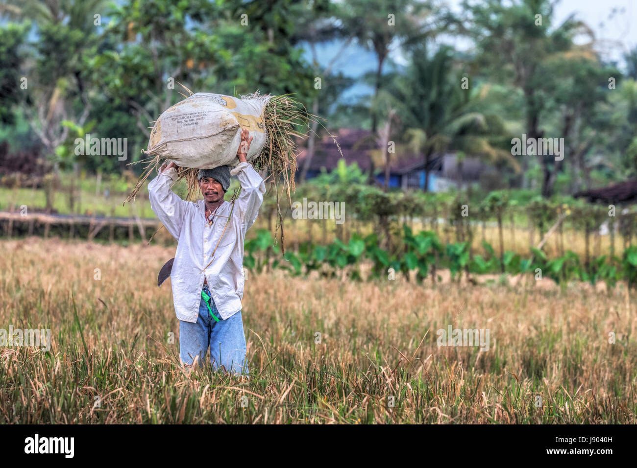 Traditional paddy fields hi-res stock photography and images - Alamy
