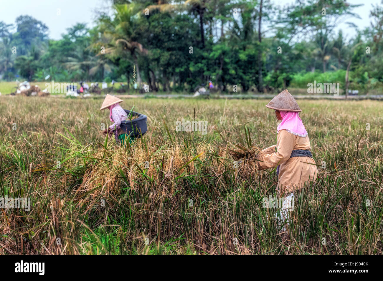 Harvesting fields hi-res stock photography and images - Alamy