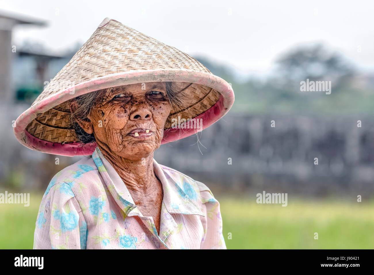 harvesting rice on the paddy fields near Yogyakarta, Java, Indonesia ...