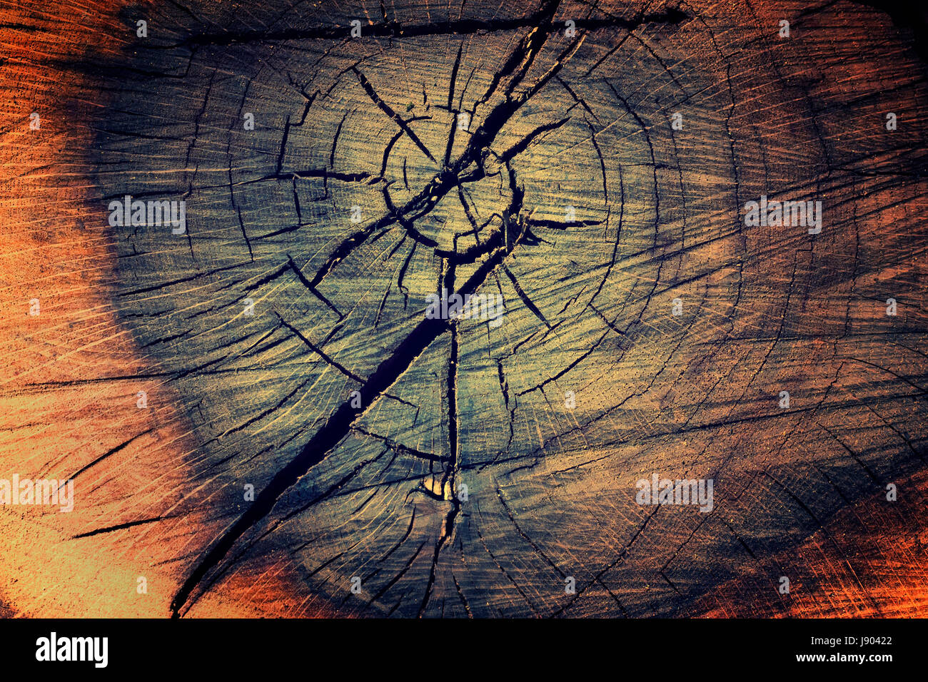tree, backdrop, background, forest, nature, texture, ring, macro, close ...
