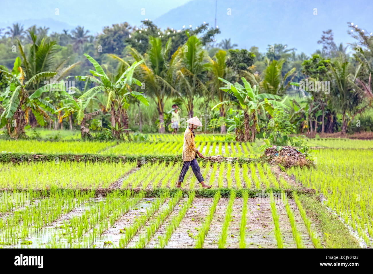 Harvesting rice hi-res stock photography and images - Alamy