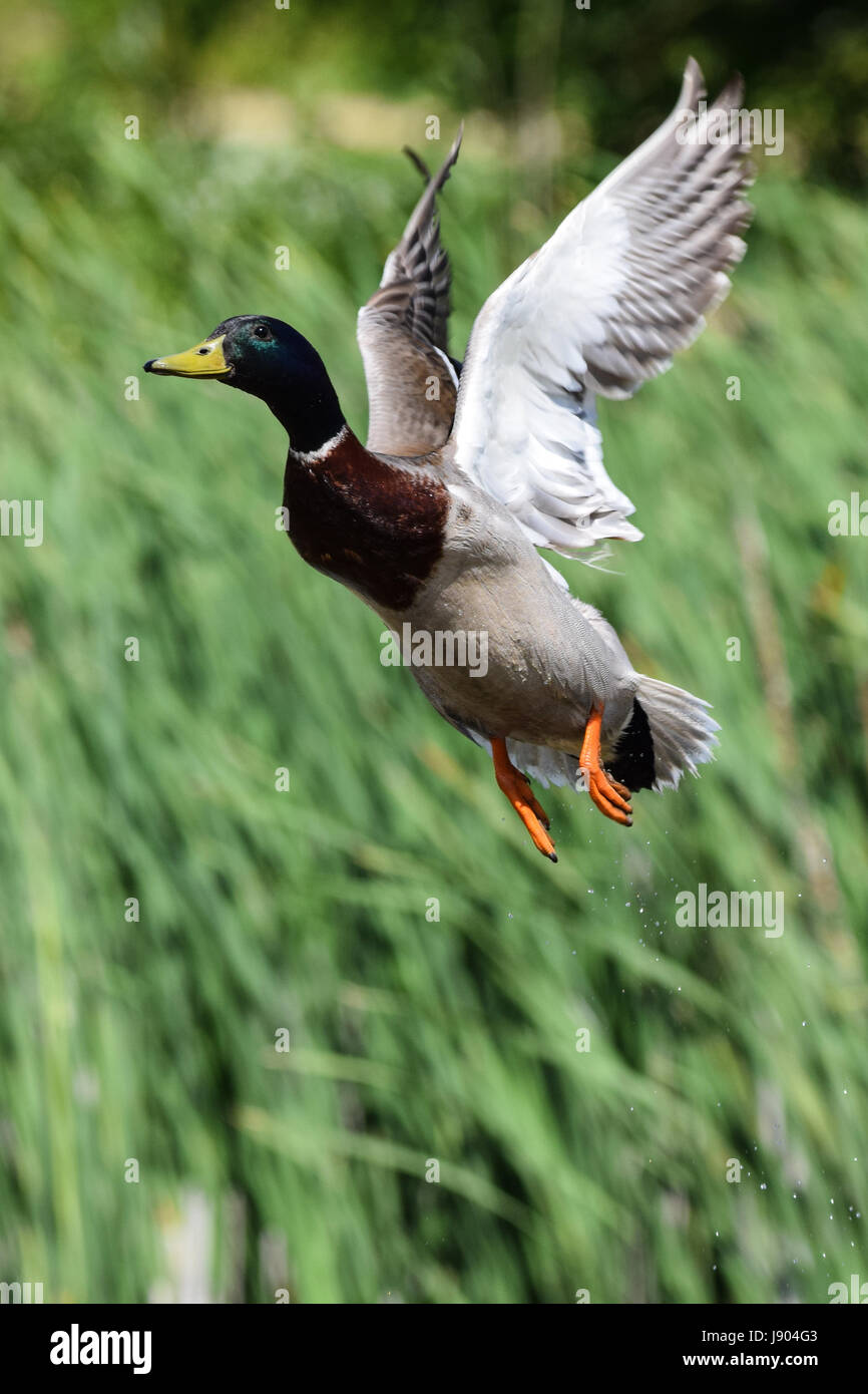 Drake mallard duck in flight with reed beds in the background Stock ...